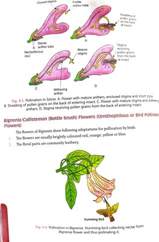 pollination experiment.pdf class 12 biology | PDF