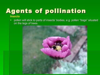Pollination, fertilisation and germination | PPT