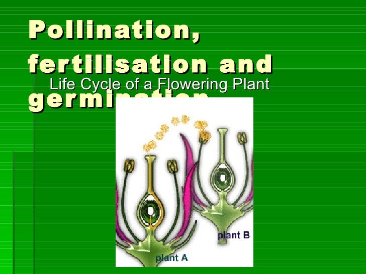 Pollination And Fertilization