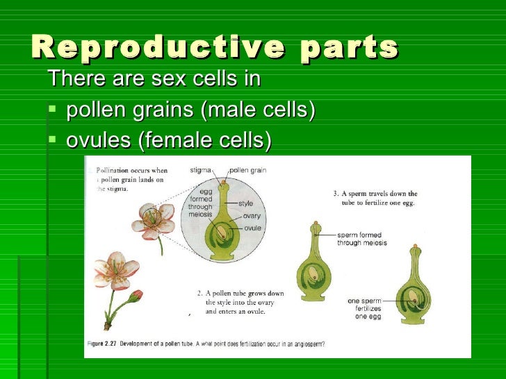 Pollination And Fertilization