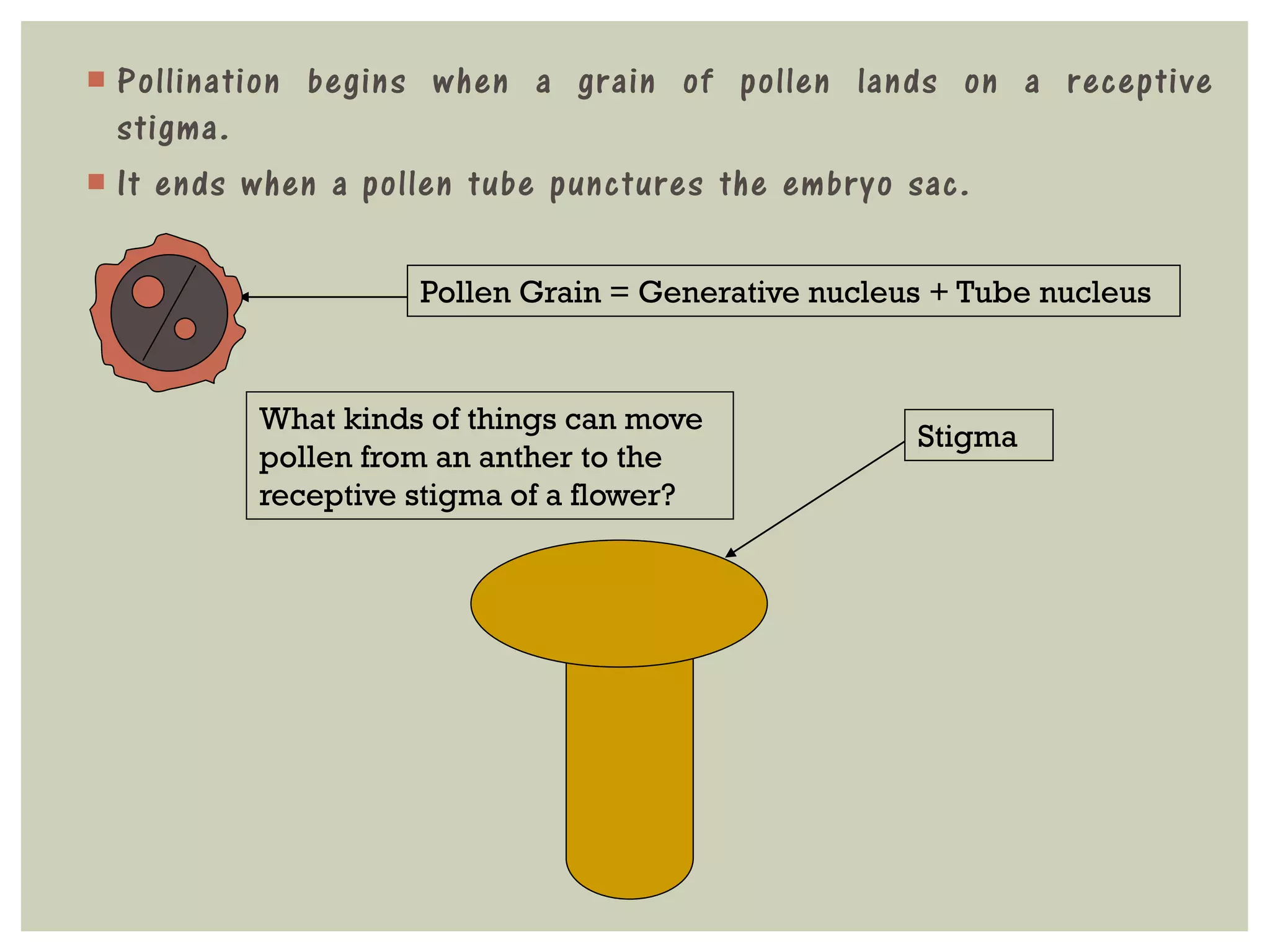 Pollination & Fertilization in Plants | PDF