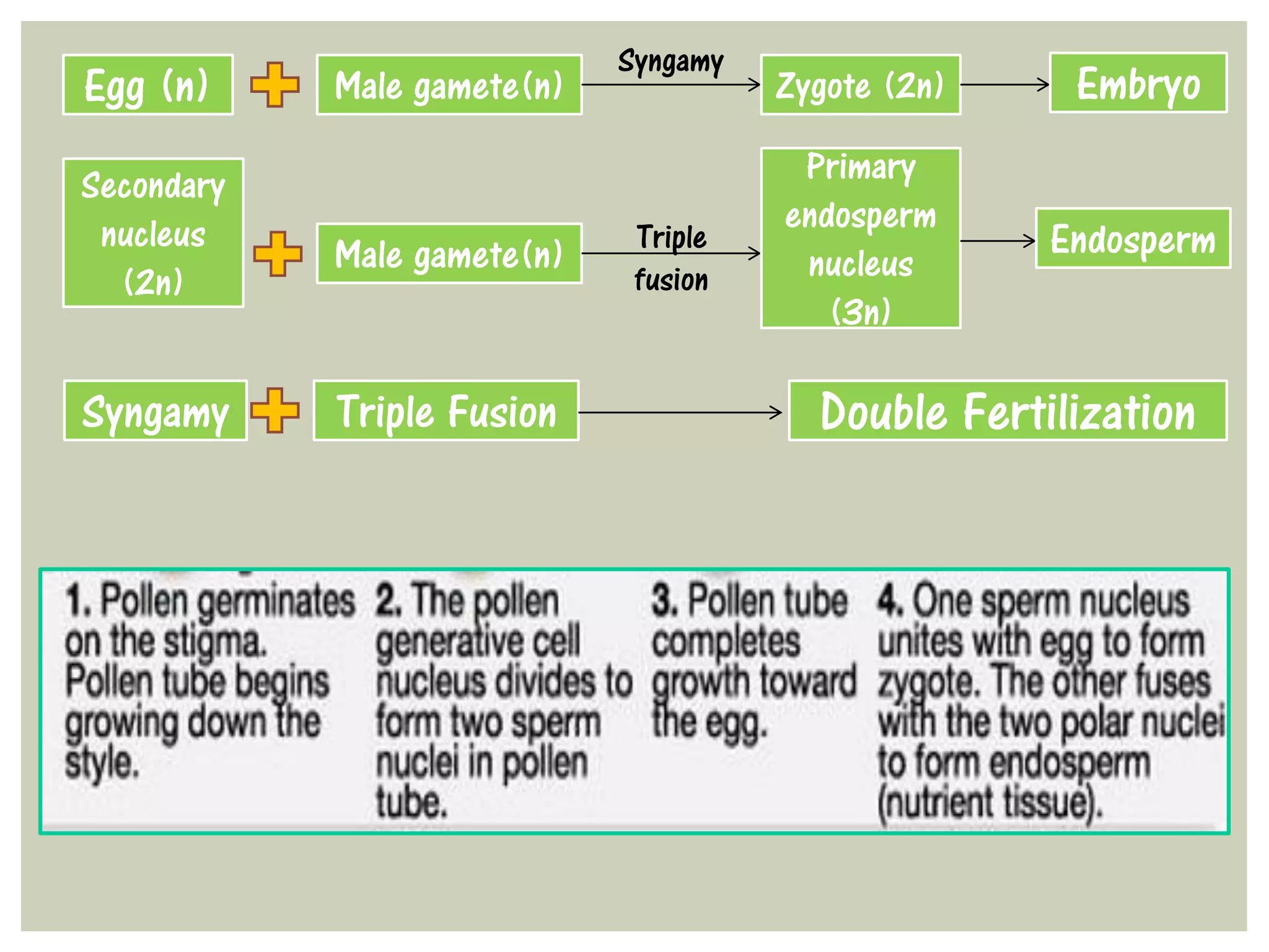 Pollination & Fertilization in Plants | PDF