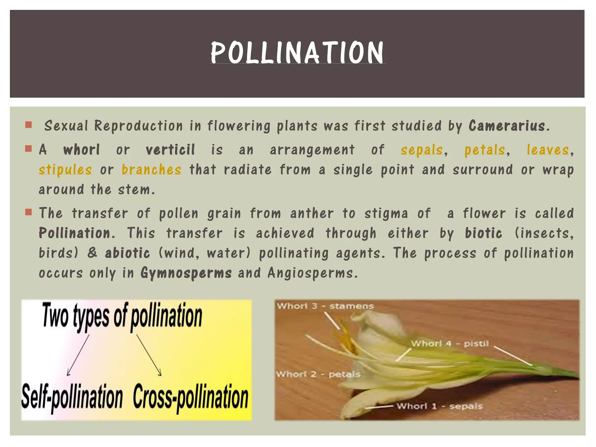 Pollination & Fertilization in Plants | PDF