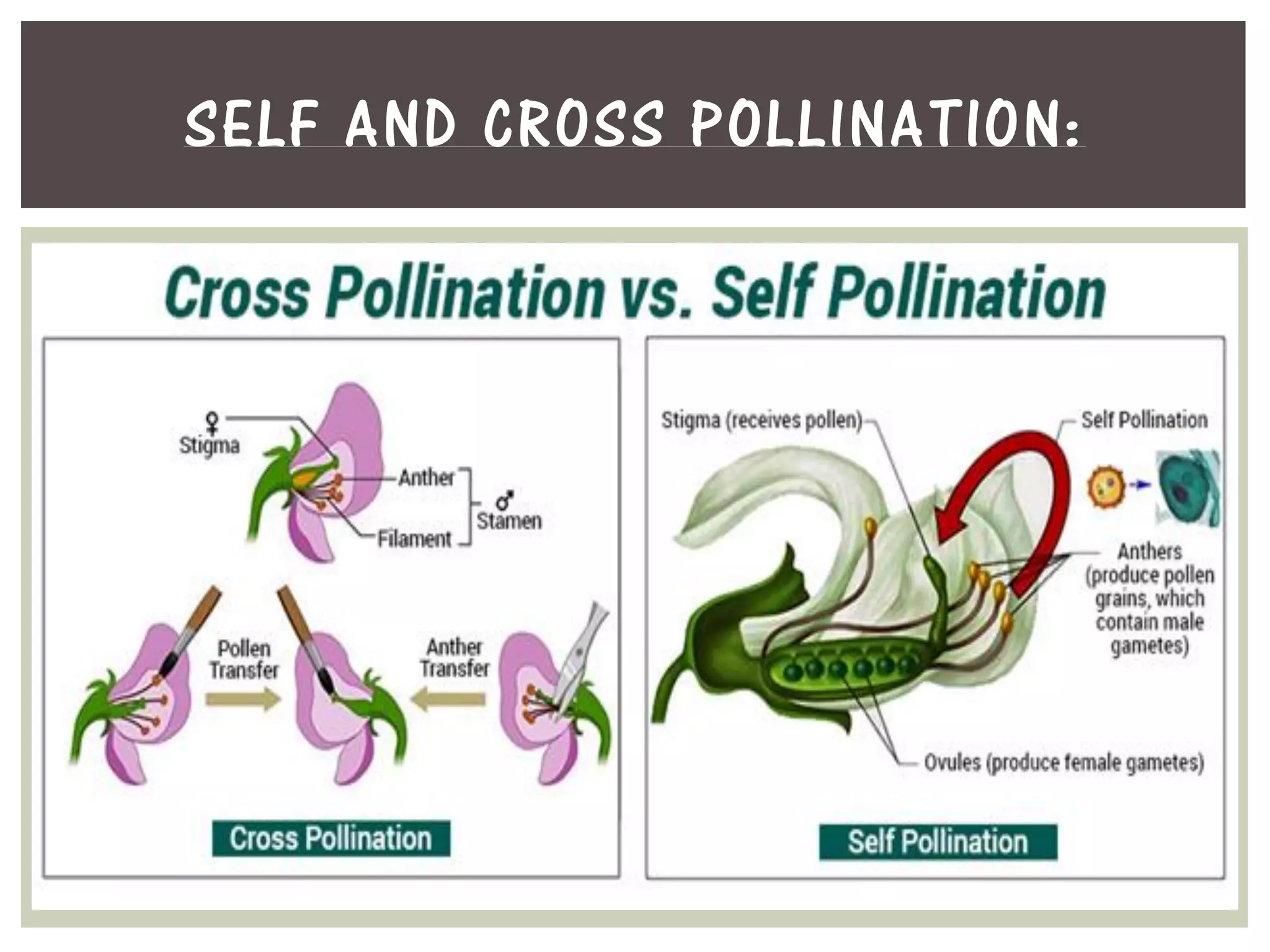 Pollination & Fertilization in Plants | PDF
