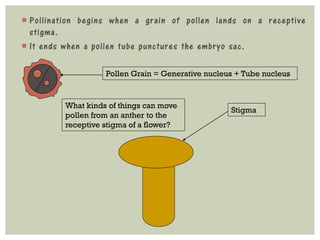 Pollination & Fertilization in Plants | PDF