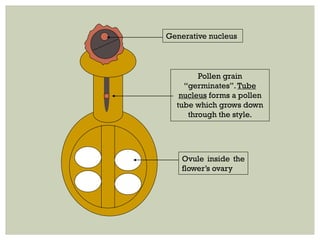 Pollination & Fertilization in Plants | PDF