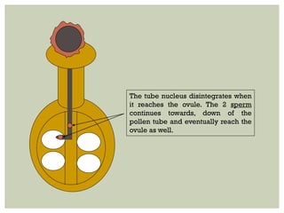 Pollination & Fertilization in Plants | PDF
