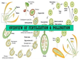 Pollination & Fertilization in Plants | PDF