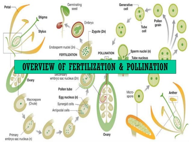 Pollination & Fertilization in Plants | PDF