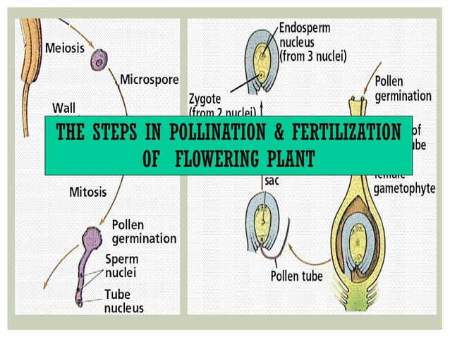Pollination & Fertilization in Plants | PDF