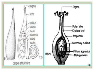 Pollination & Fertilization in Plants | PDF