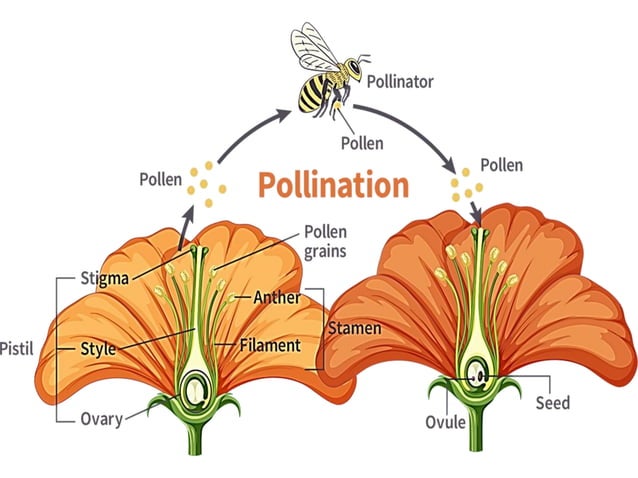 Pollination, Fruit set, Fruit drops, Causes of fruit drops, parthenocarpy and Parthenogenesis.pdf
