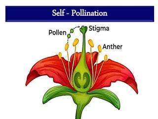 Pollination, Fruit set, Fruit drops, Causes of fruit drops ...