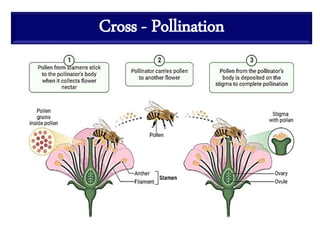 Pollination, Fruit set, Fruit drops, Causes of fruit drops, parthenocarpy and Parthenogenesis.pdf