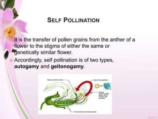 pollinations polinator, pollinizers.pptx