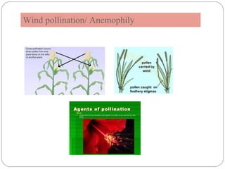Pollination ppt | PPT
