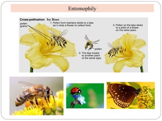 Pollination ppt | PPT