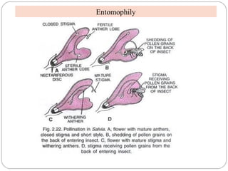 Pollination ppt | PPT