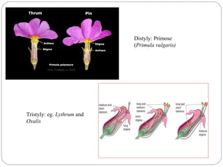 Pollination ppt | PPT