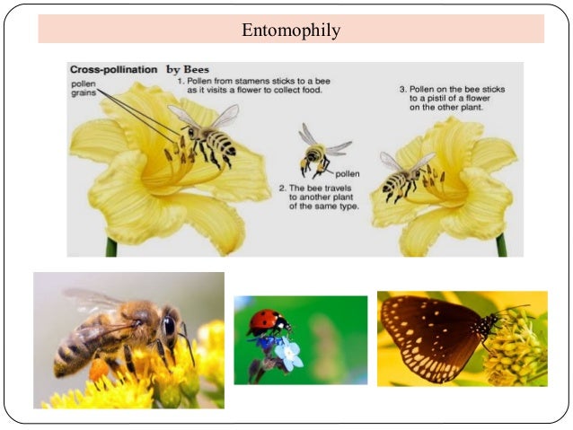 Pollination ppt