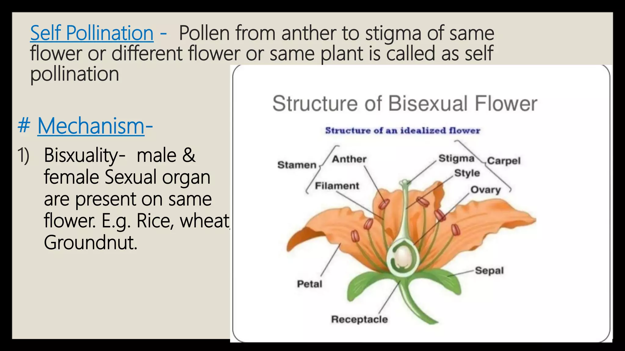Pollination ppt^ | PPT
