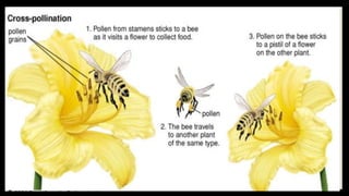 Pollination ppt^ | PPTX
