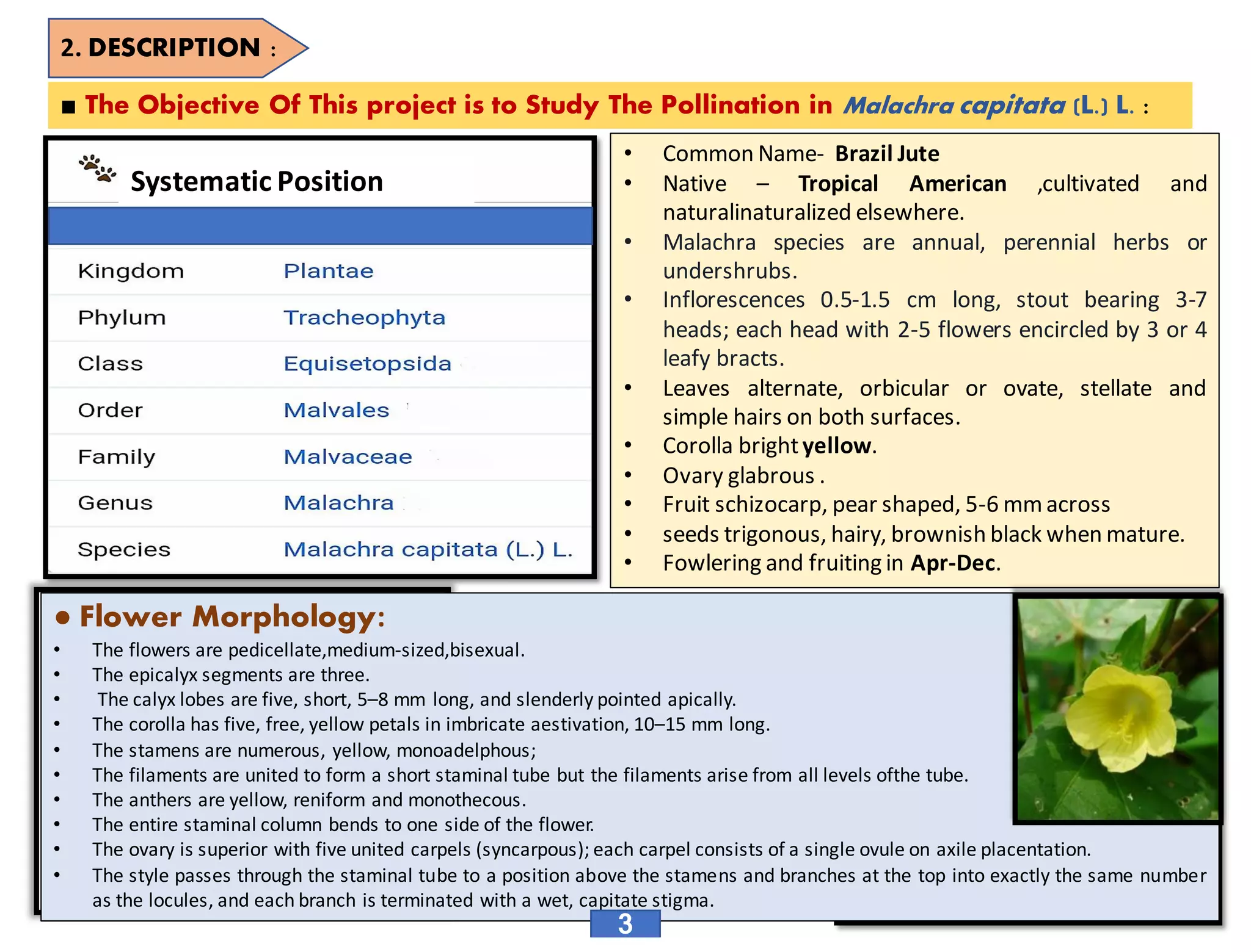 Pollination in Malachra capitata | PDF