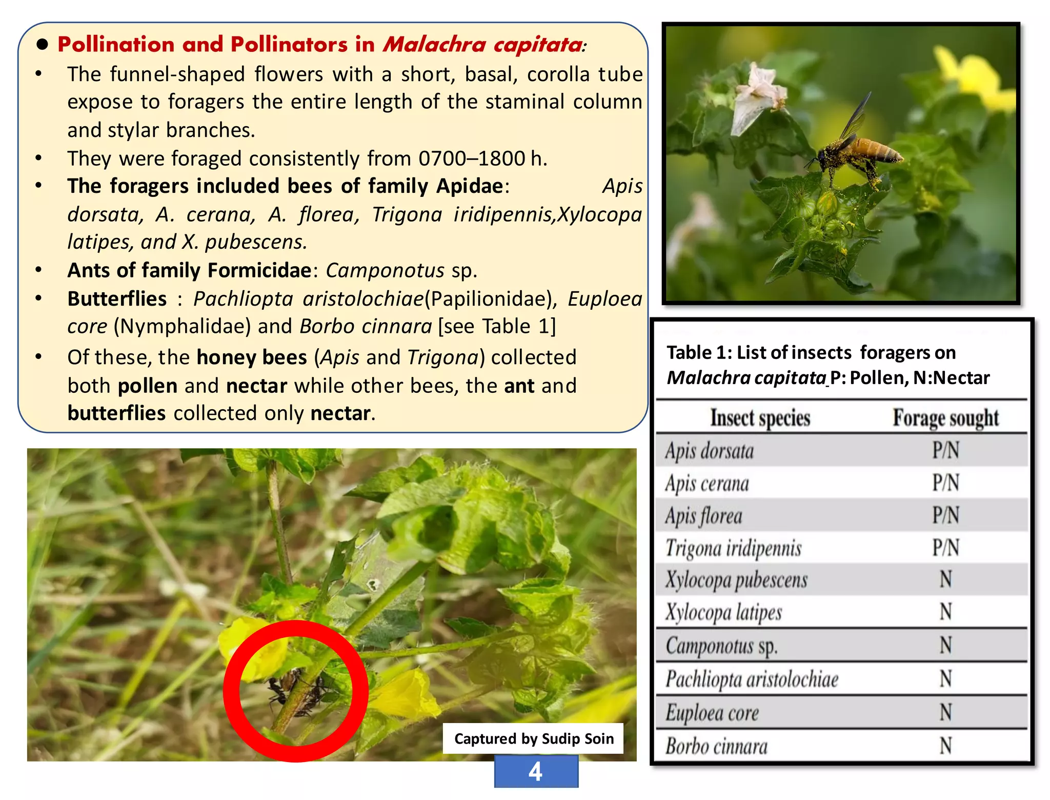 Pollination in Malachra capitata | PDF