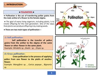 Pollination in Malachra capitata | PDF