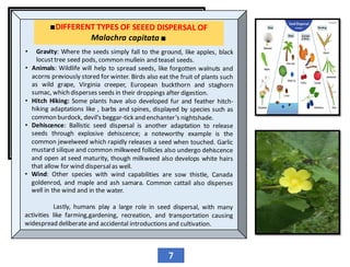 Pollination in Malachra capitata | PDF