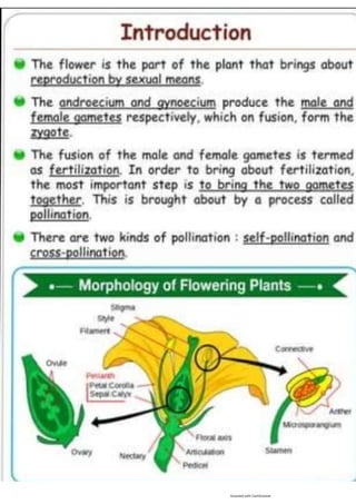 Pollination presentation.pdf