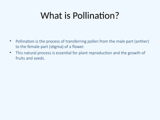 Pollination_Presentation_Customized.pptx