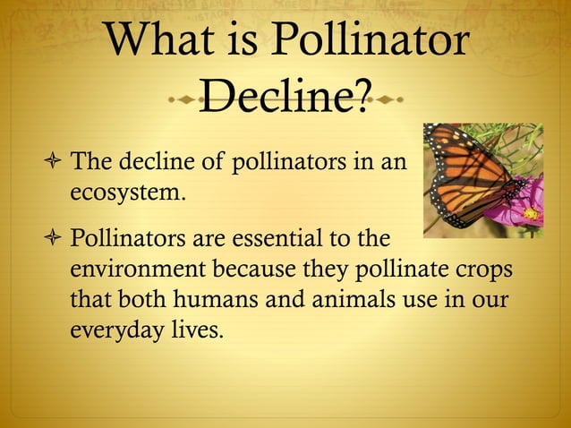 Pollinator 2 | PPTX