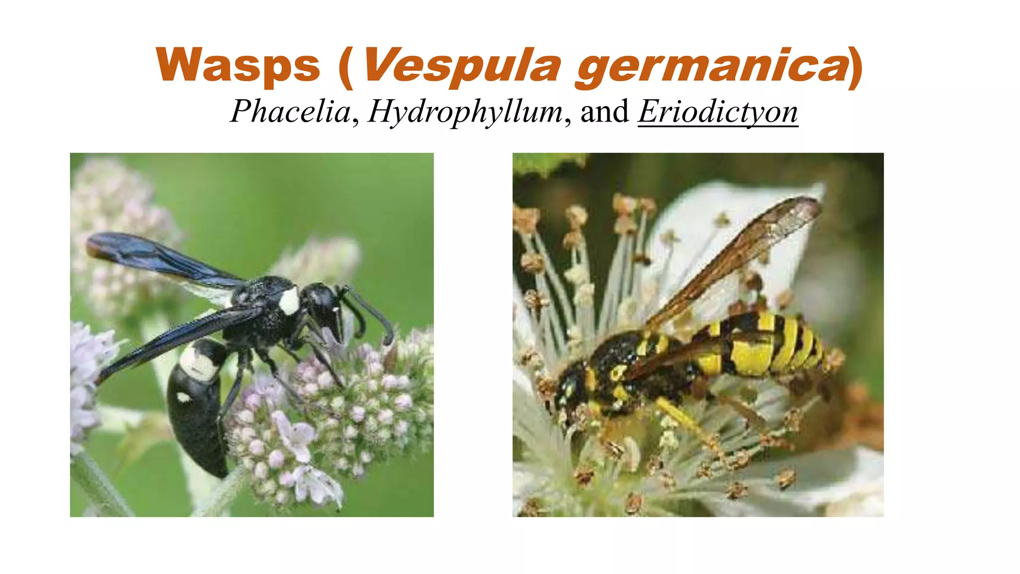 Pollinators and their types | PPTX