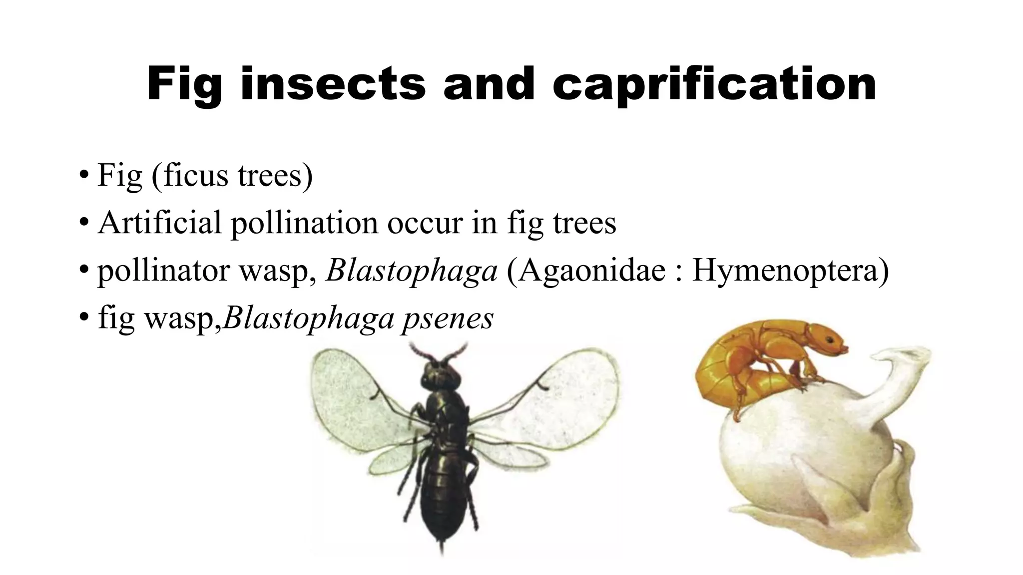 Pollinators and their types | PPTX