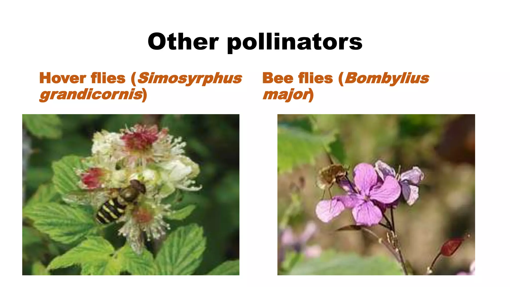 Pollinators and their types | PPTX