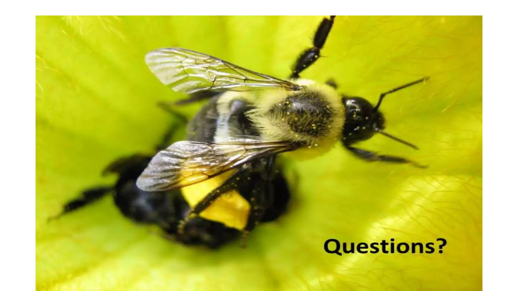 Pollinators and their types | PPTX