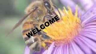 Pollinators and their types | PPTX