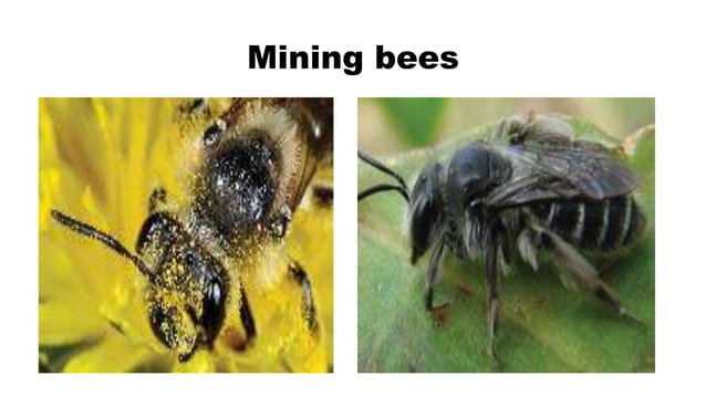 Pollinators and their types | PPTX