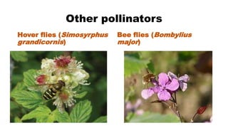 Pollinators and their types | PPTX