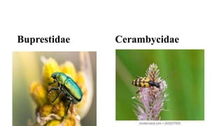 Pollinators and their types | PPTX
