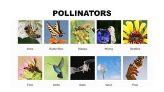 Pollinators and their types | PPTX