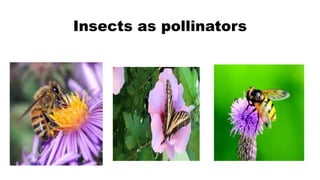 Pollinators and their types | PPTX