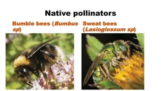 Pollinators and their types | PPTX