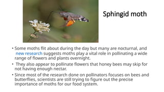 Pollinators 5th semester Bsc Ag OUAT.pptx