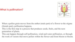Pollinators 5th semester Bsc Ag OUAT.pptx