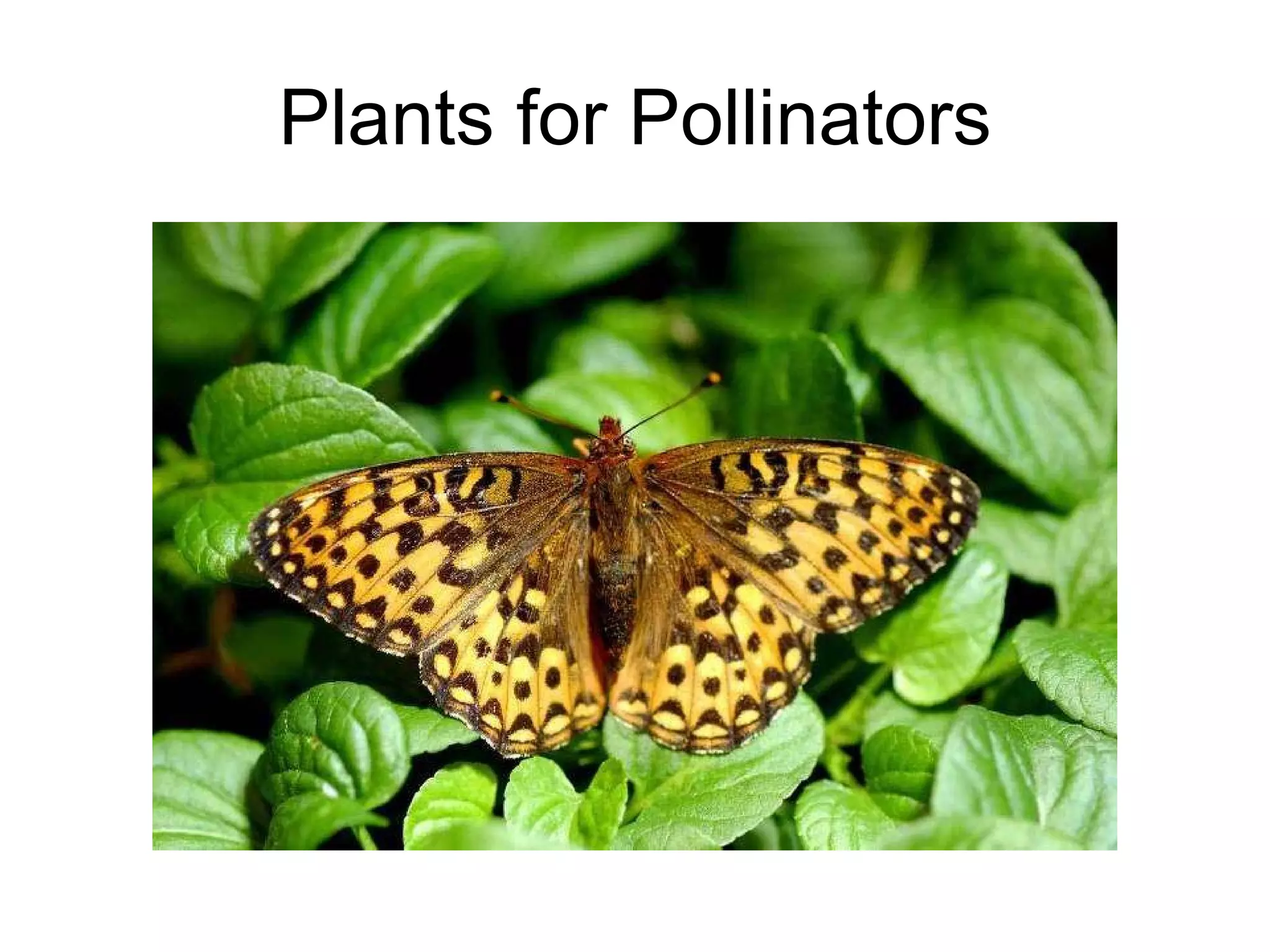 Pollinators in the Garden: Forging Partnerships for Native Insect ...