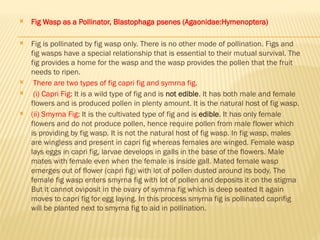 pollinator, weed killer and scavengers.pptx