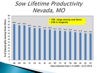 Dr. Steve Pollmann - Sow lifetime productivity: Importance of ...