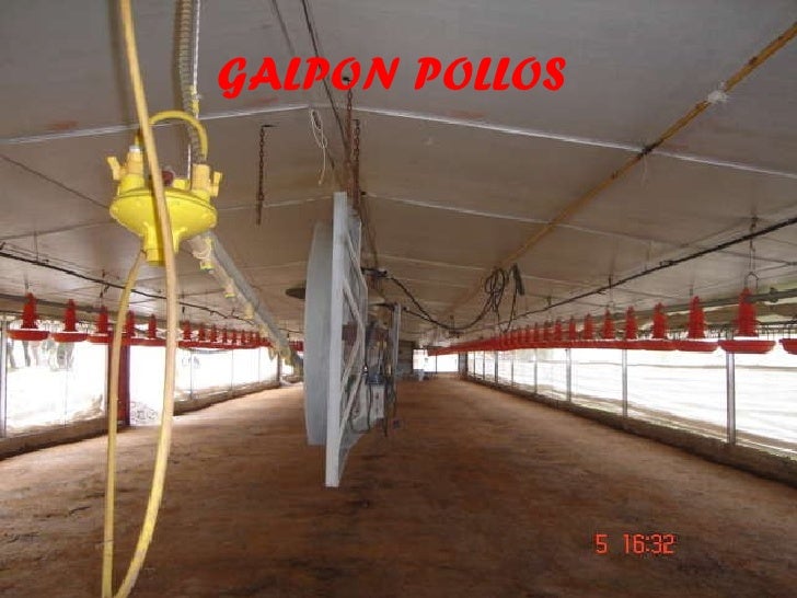 Galpón pollos